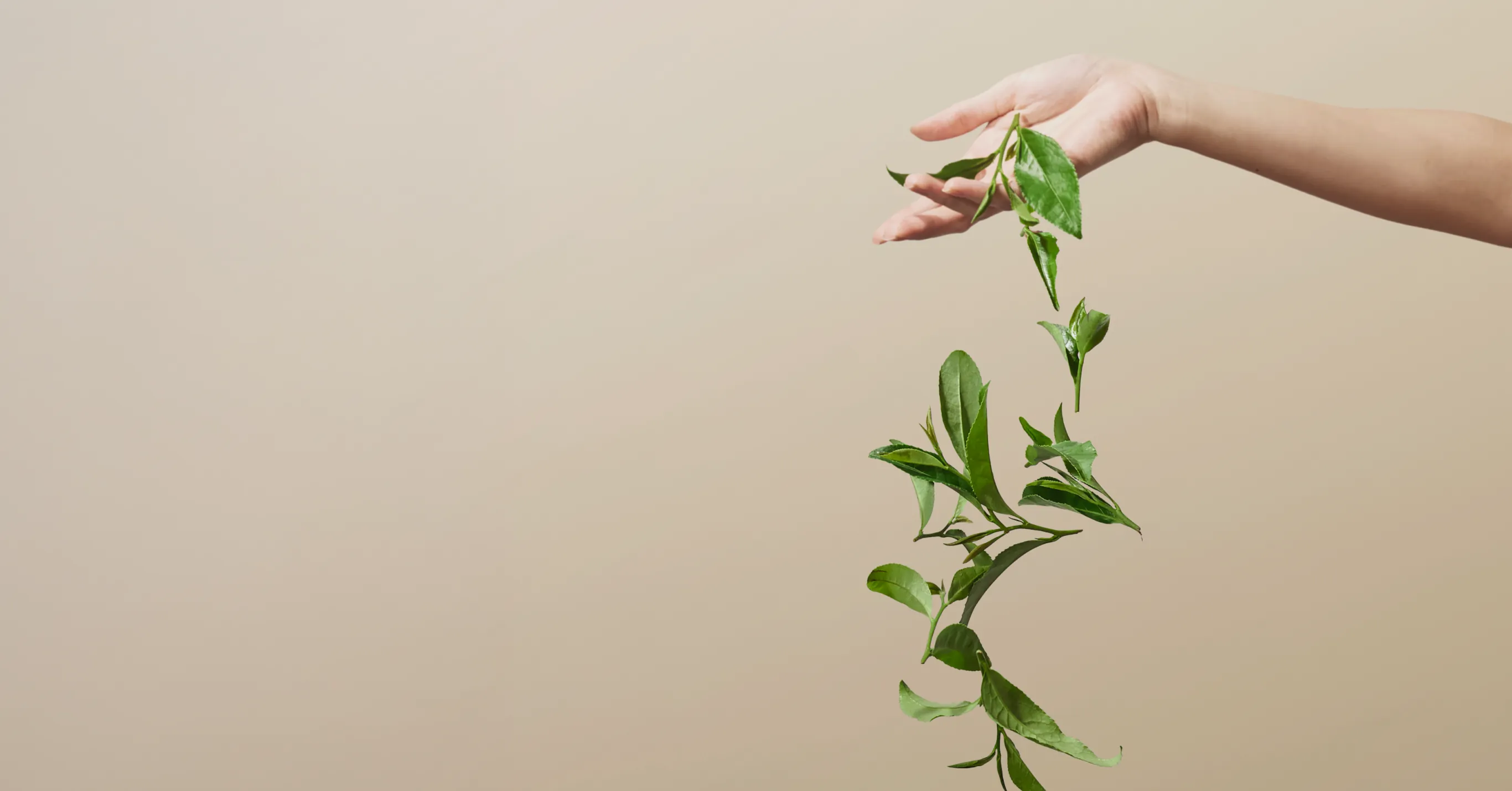 FEATURE – Teaflex 公式サイト