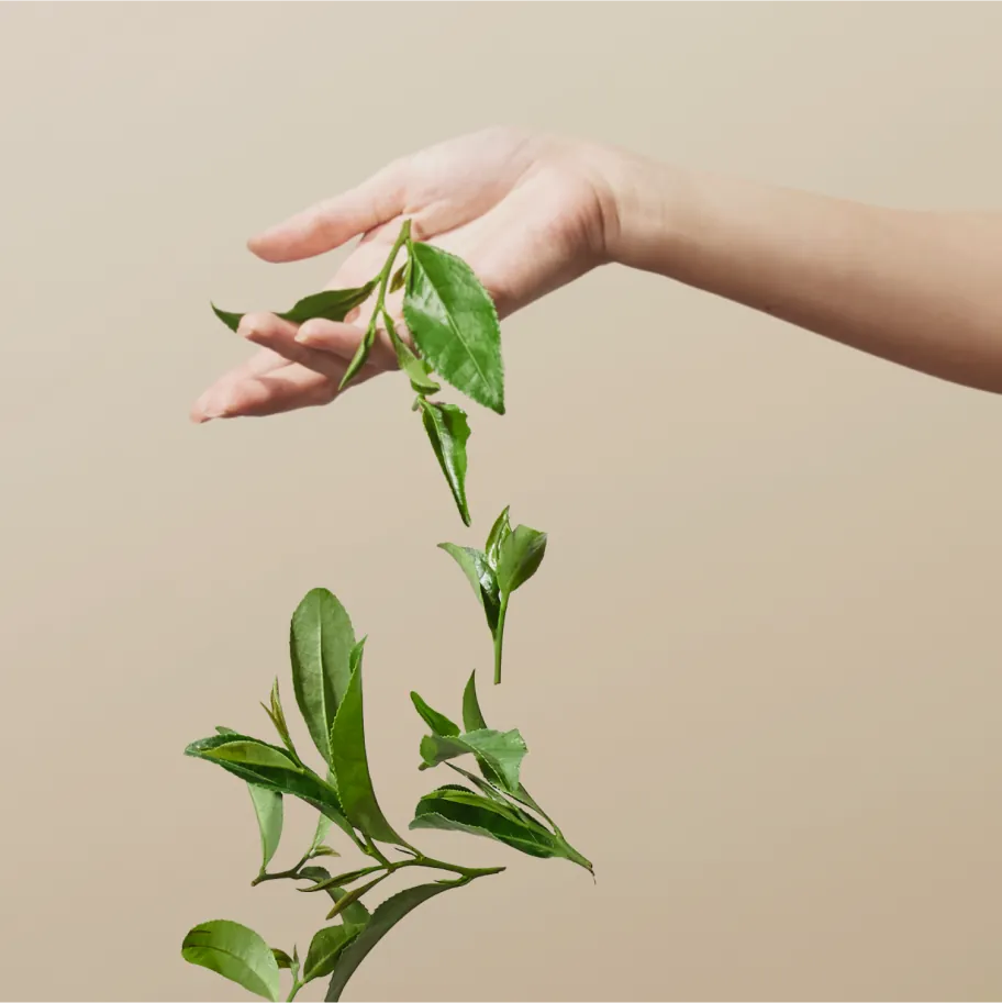 Teaflex 公式サイト – Teaflexは、お茶を飲んで、身も心もほどける時間を手軽に楽しみながら、いま抱える悩みを改善するために誕生し ...